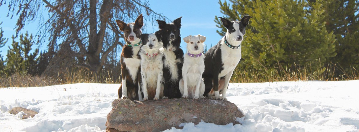 The Dogs – SKY HIGH FLYING CANINES