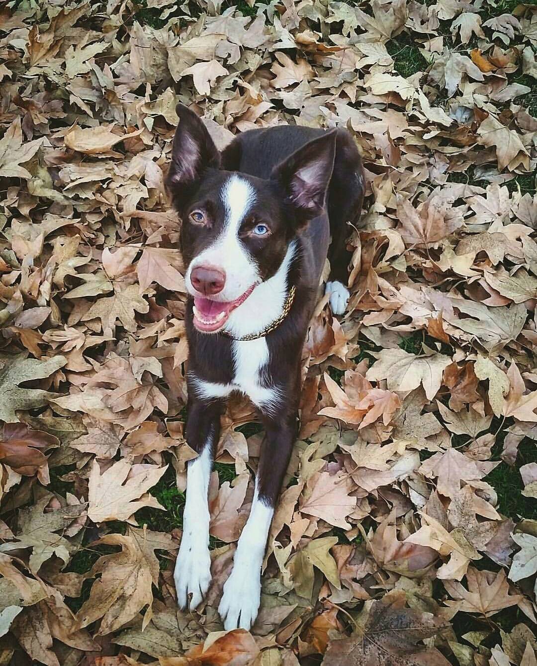 Torch – SKY HIGH FLYING CANINES