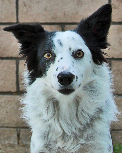 The Dogs – SKY HIGH FLYING CANINES