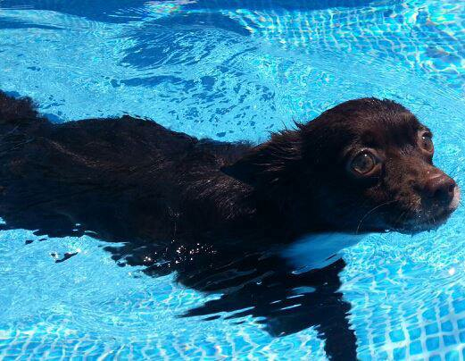 Eevee – SKY HIGH FLYING CANINES