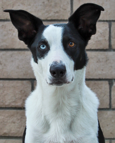 The Dogs – SKY HIGH FLYING CANINES