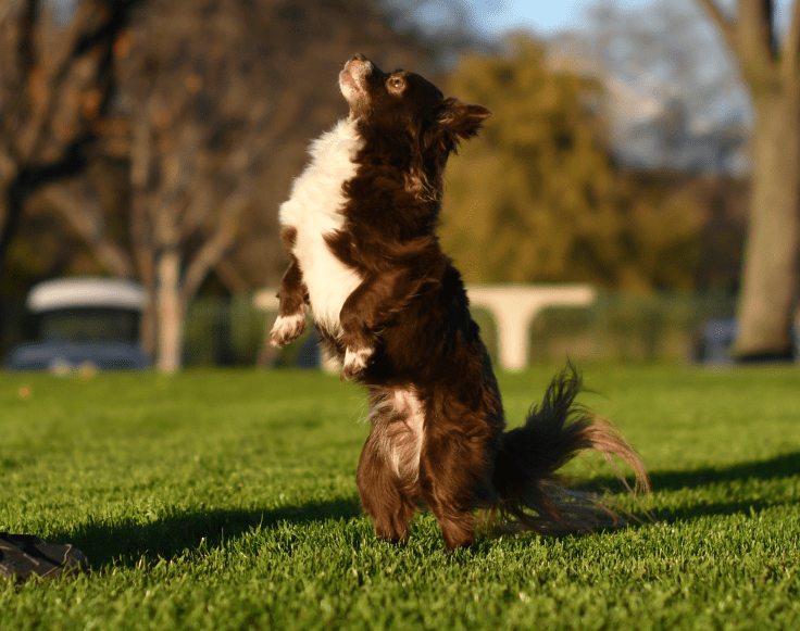 SKY HIGH FLYING CANINES