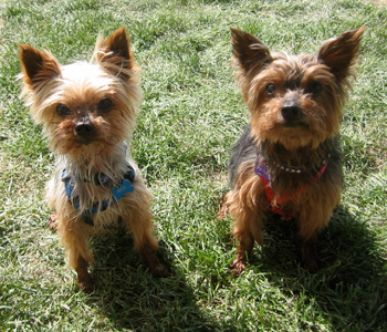 The Dogs – SKY HIGH FLYING CANINES