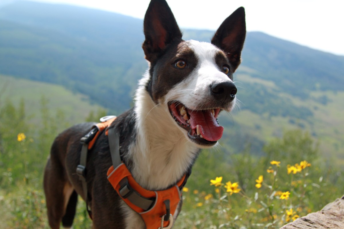 Dog Friendly Hikes: Lionshead Rock Trail in Minturn, CO – SKY HIGH ...
