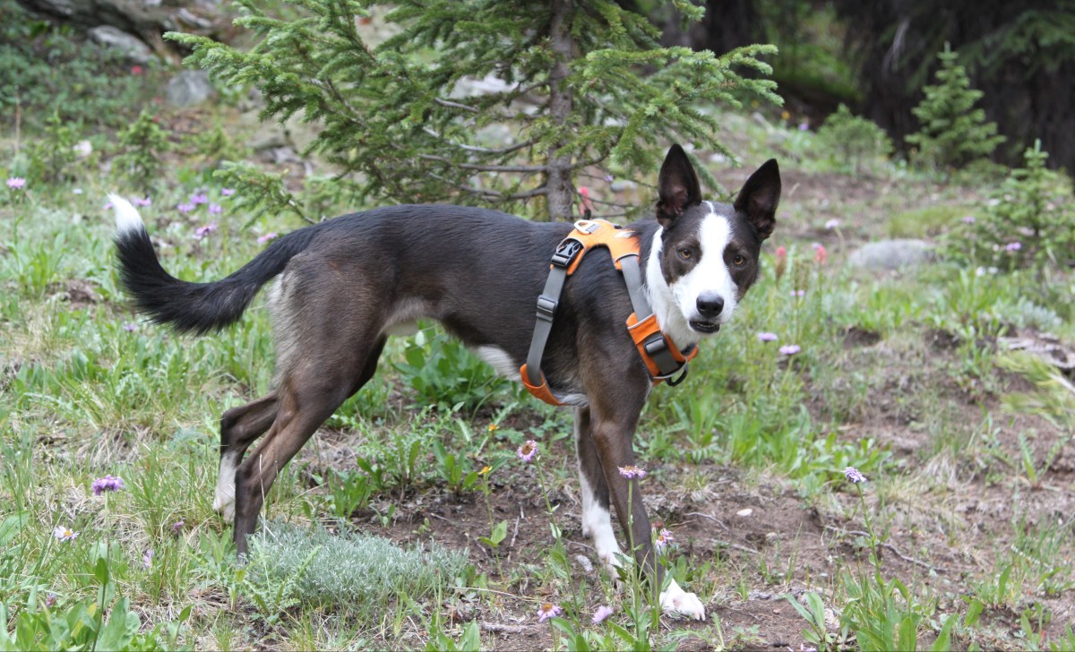 Our Wisdom Panel DNA Test Kit 4.0 Results! – SKY HIGH FLYING CANINES