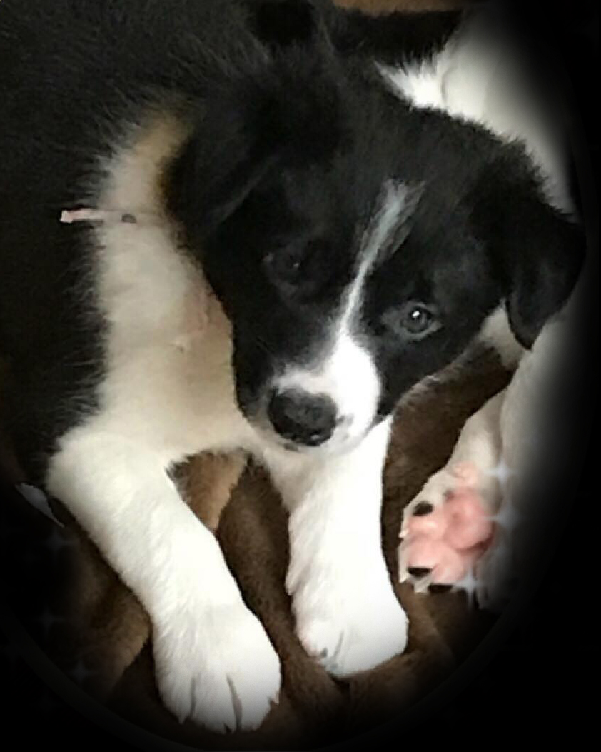 Sora – SKY HIGH FLYING CANINES