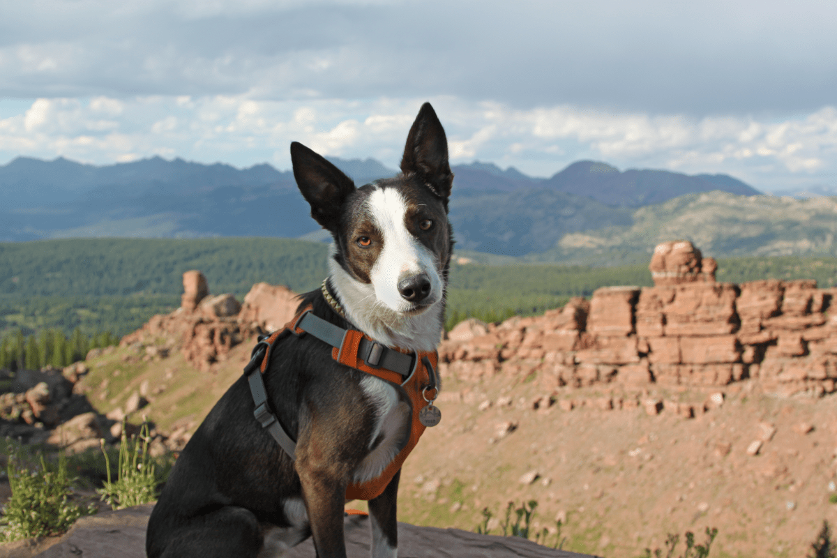 Dog Friendly Hikes: Shrine Ridge Trail in Red Cliff, CO – SKY HIGH ...