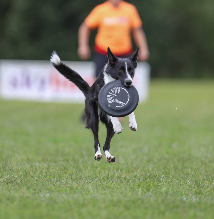 Sora – SKY HIGH FLYING CANINES