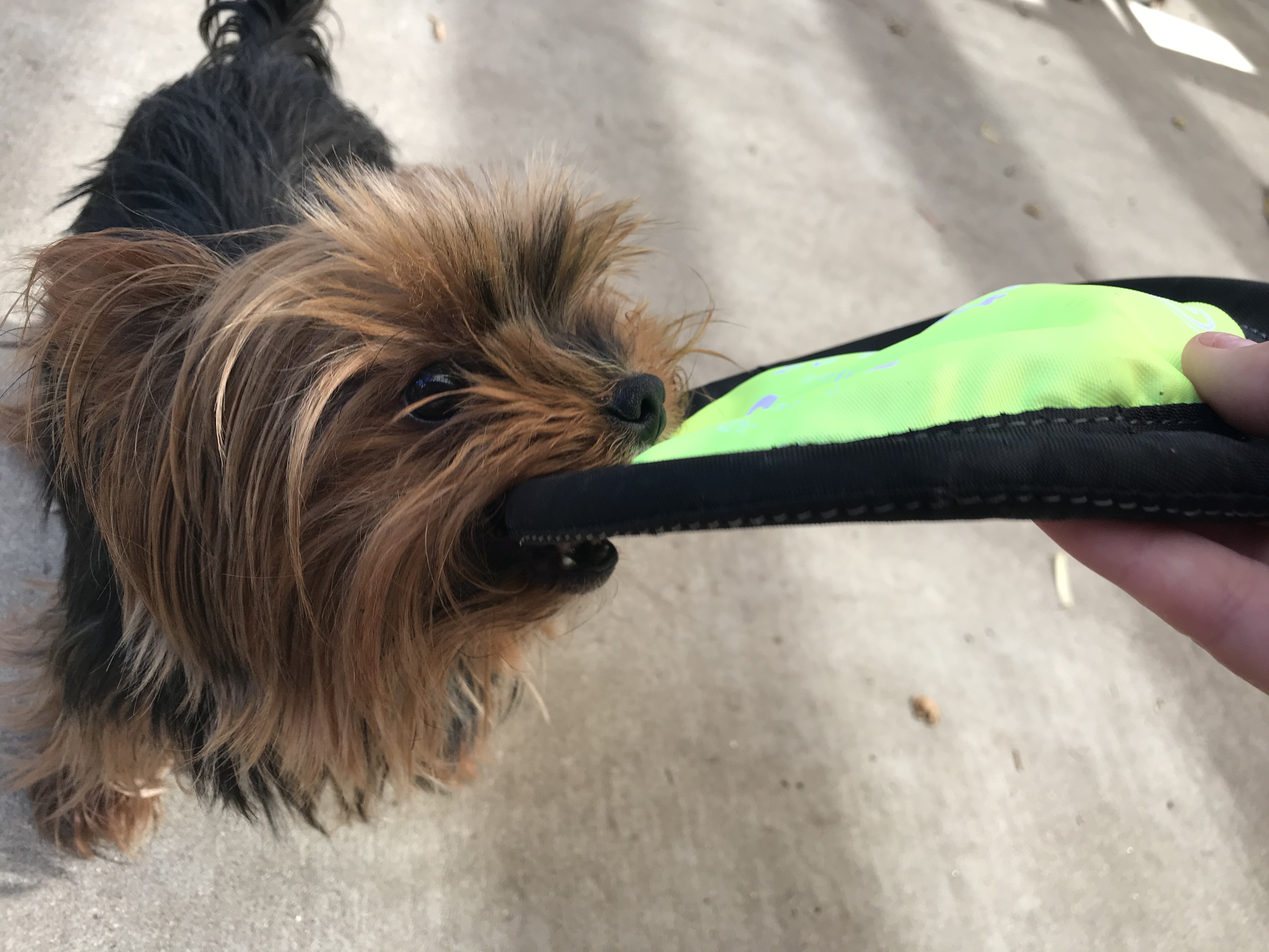 Snap – SKY HIGH FLYING CANINES