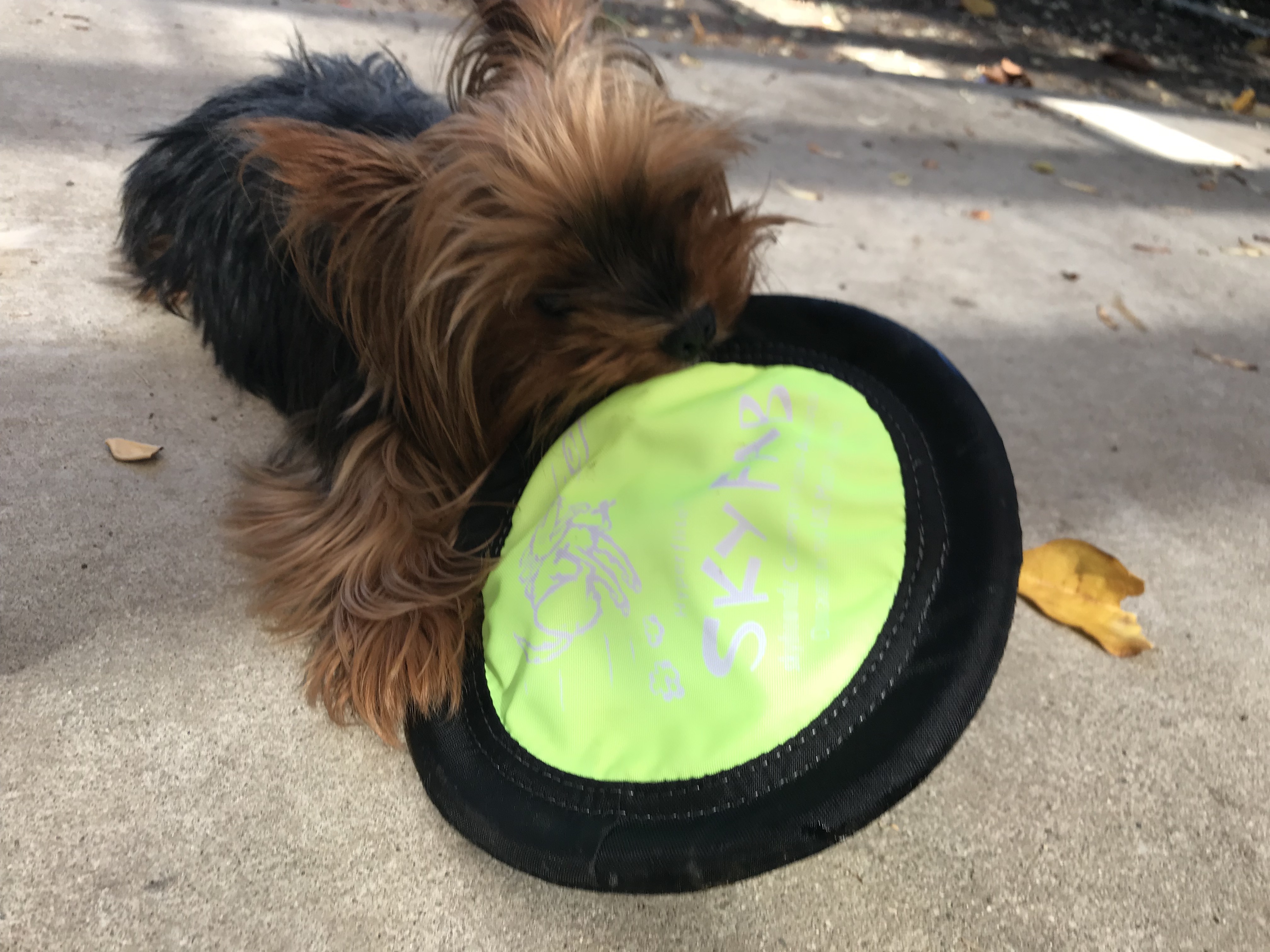 Snap – SKY HIGH FLYING CANINES