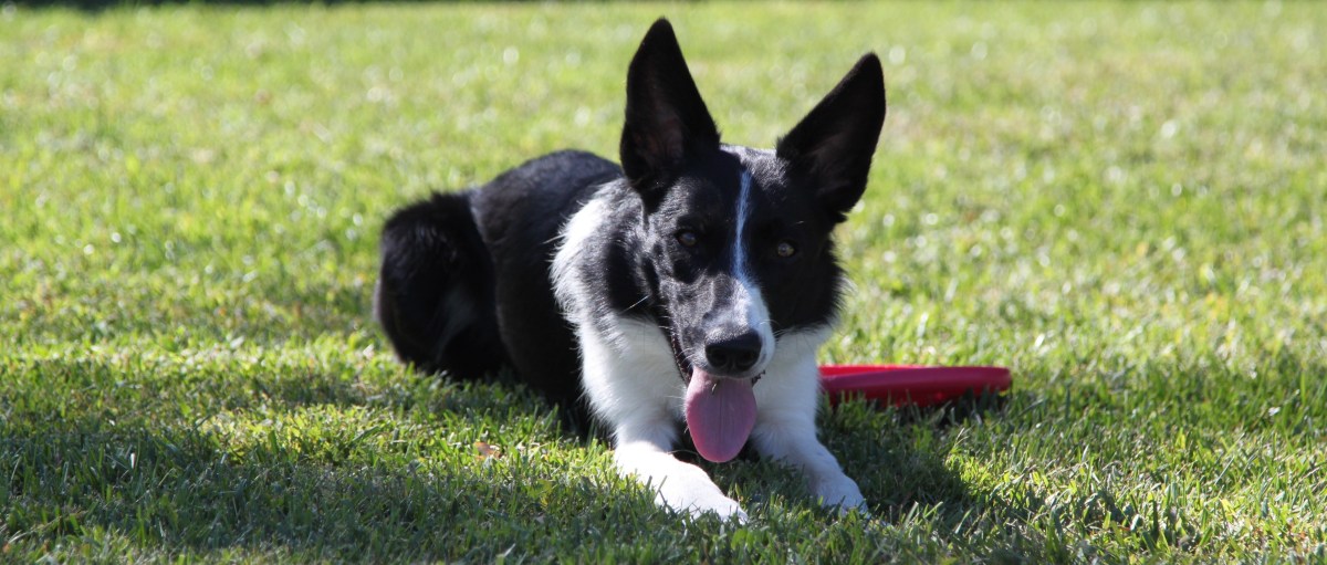 Dog Training – SKY HIGH FLYING CANINES