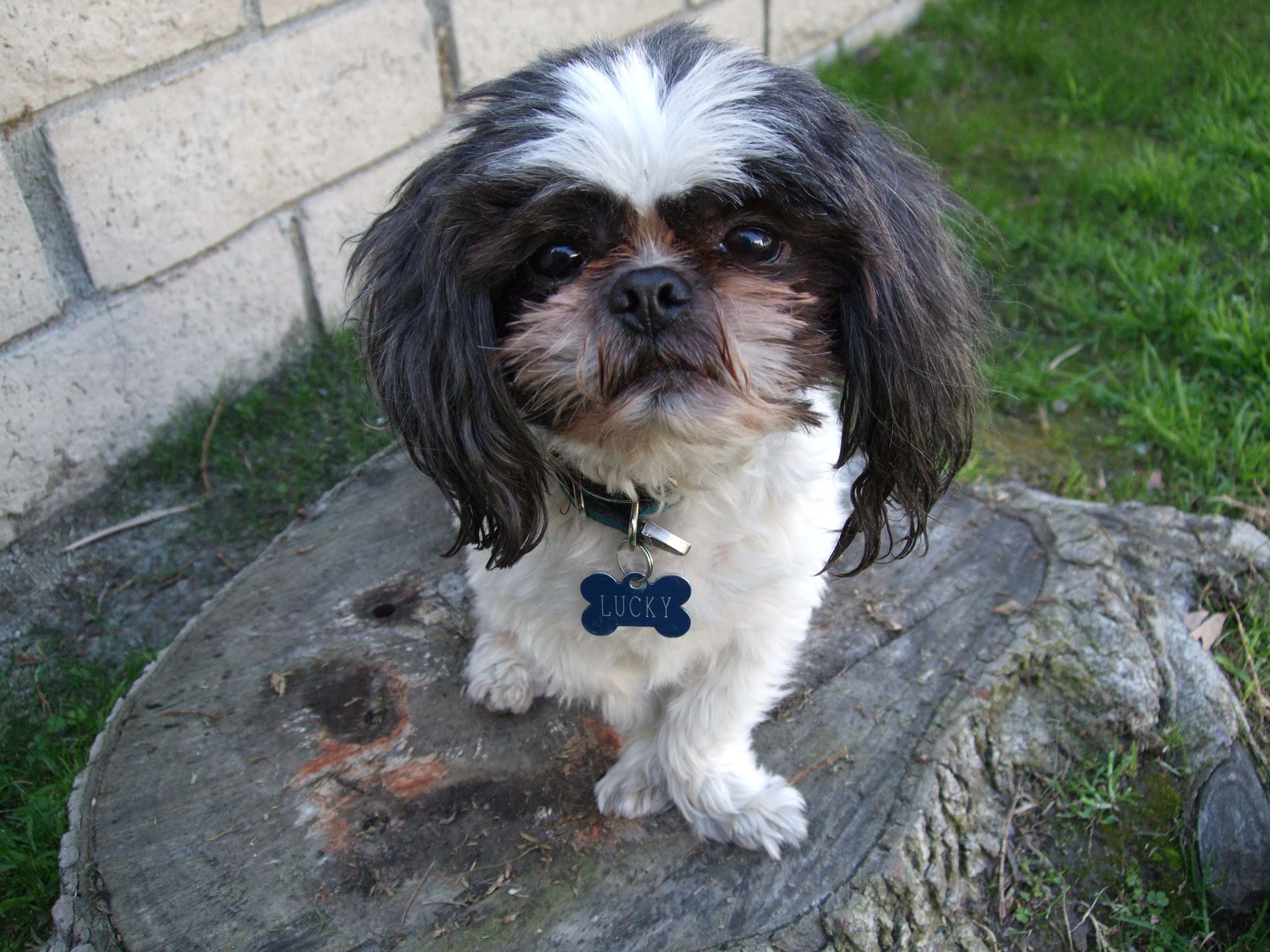 Lucky – SKY HIGH FLYING CANINES