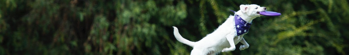 Online Training Video Review – SKY HIGH FLYING CANINES