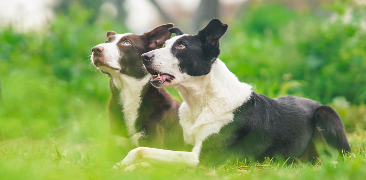 Animal Actors – Canine Talent for Film & Print – SKY HIGH FLYING CANINES