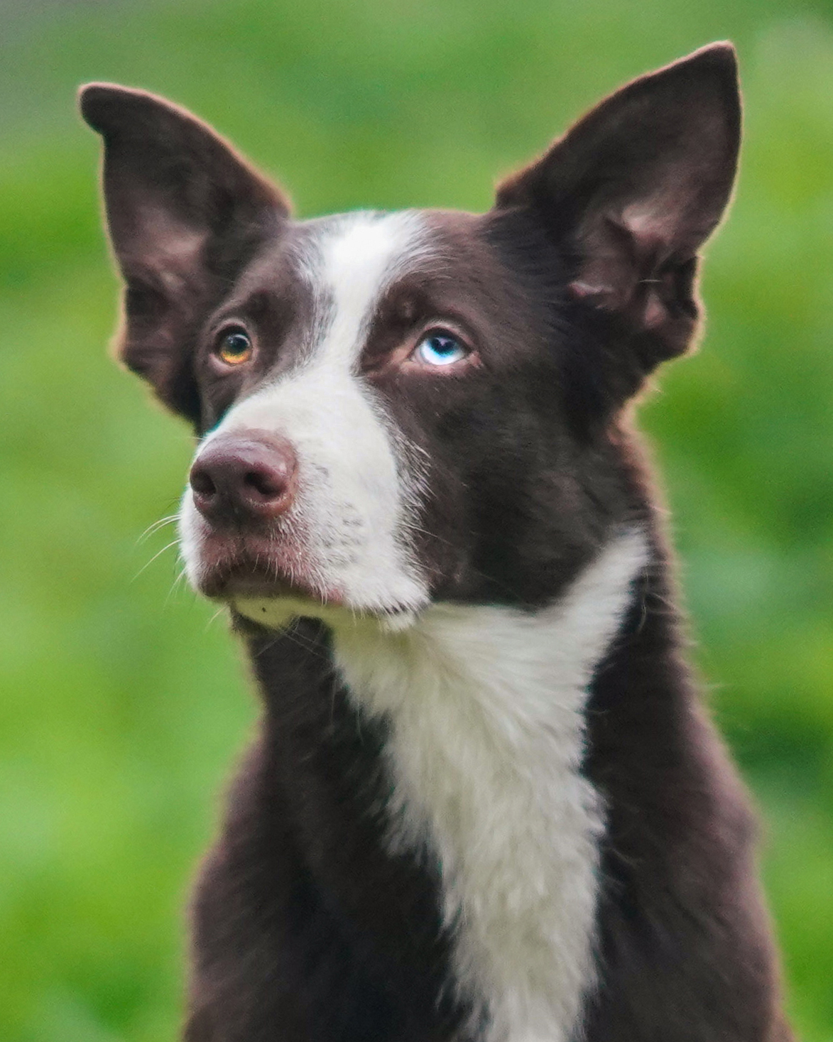 The Dogs – SKY HIGH FLYING CANINES