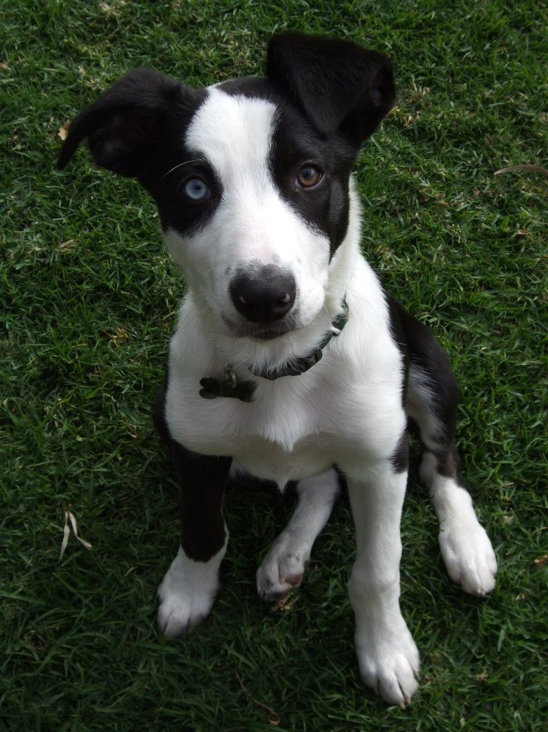 Flash – SKY HIGH FLYING CANINES