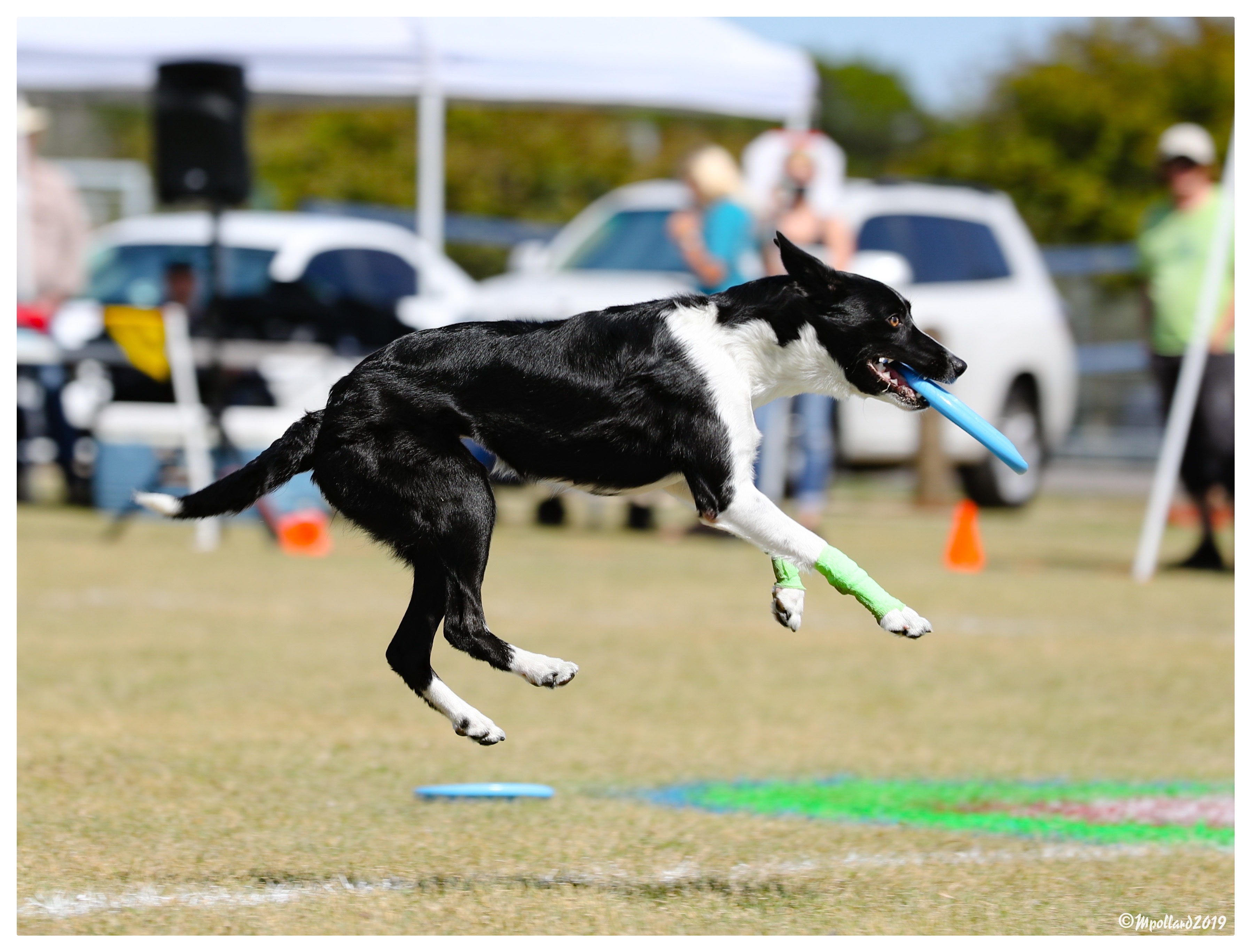 Sora – SKY HIGH FLYING CANINES