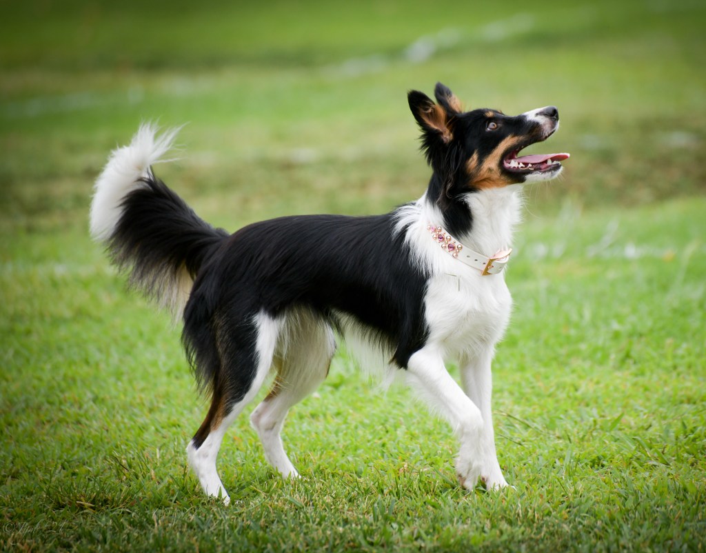 Flare – SKY HIGH FLYING CANINES