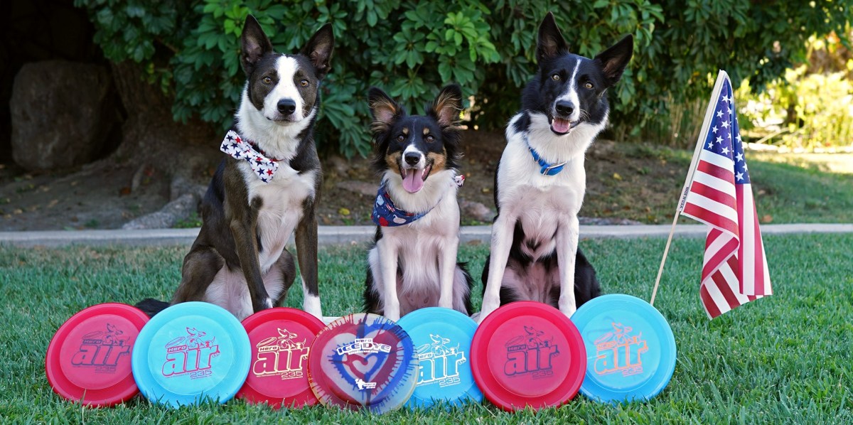 Contact – SKY HIGH FLYING CANINES