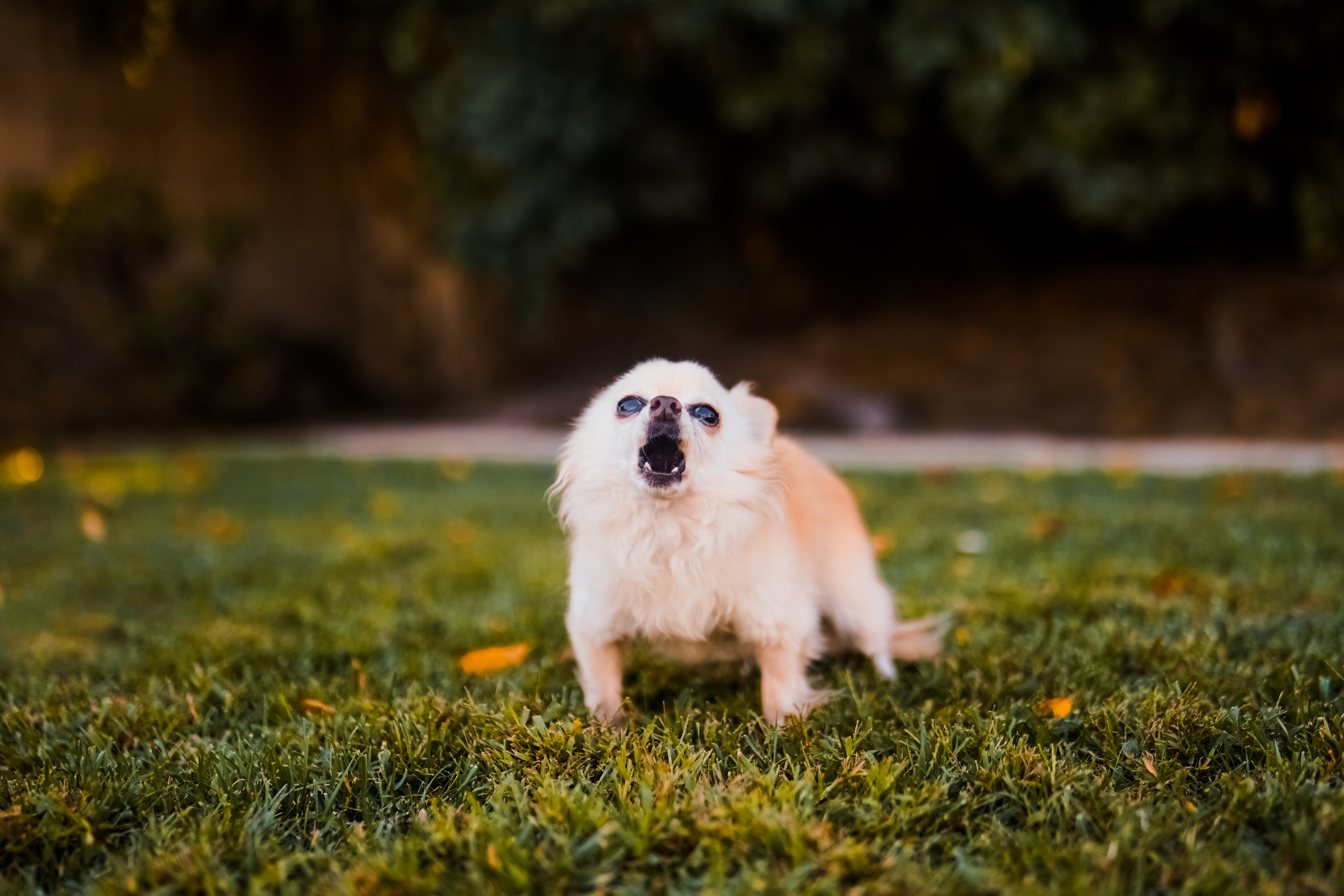 Twitter – SKY HIGH FLYING CANINES