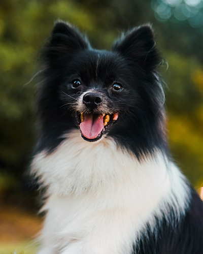 The Dogs – SKY HIGH FLYING CANINES