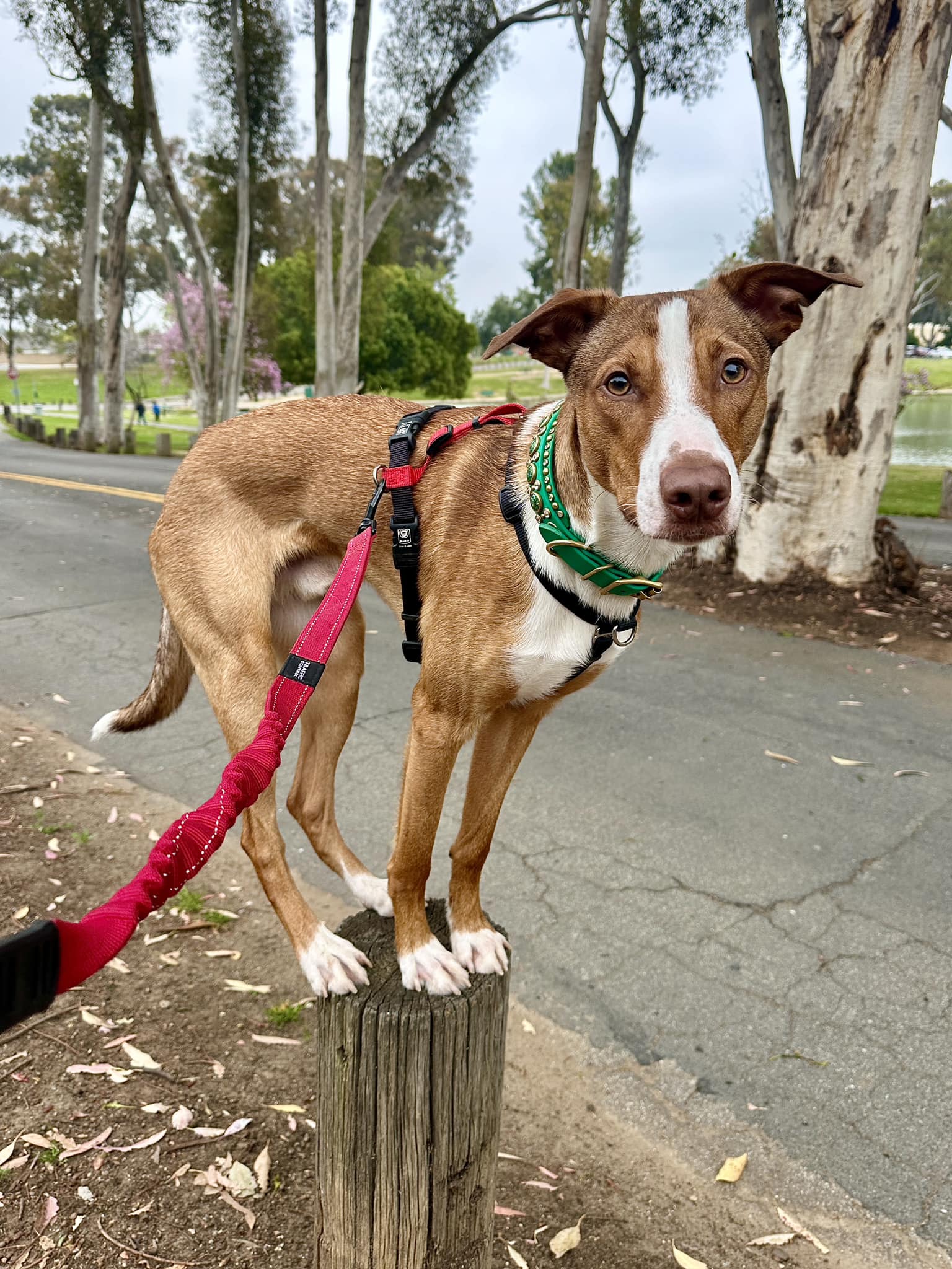 Link – SKY HIGH FLYING CANINES